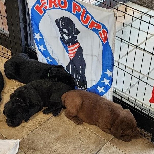 Join us for Hero Pups at NHFCU - NHFCU – Capital Area’s Favorite Credit ...